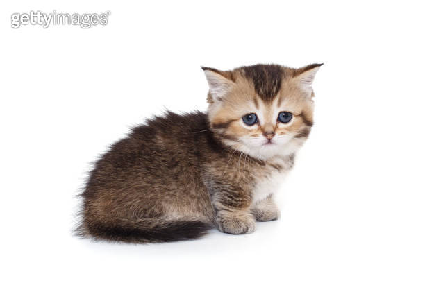 Small, playful Scottish kitten with short legs 이미지 (2152934448) - 게티이미지뱅크