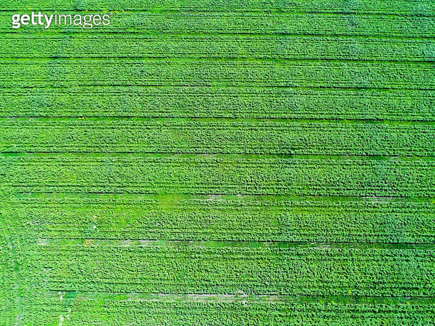 agriculture field from above 이미지 (1899484126) - 게티이미지뱅크