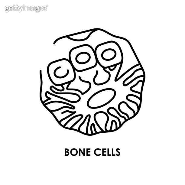 Human bone cell color line icon. Microorganisms microbes, bacteria ...