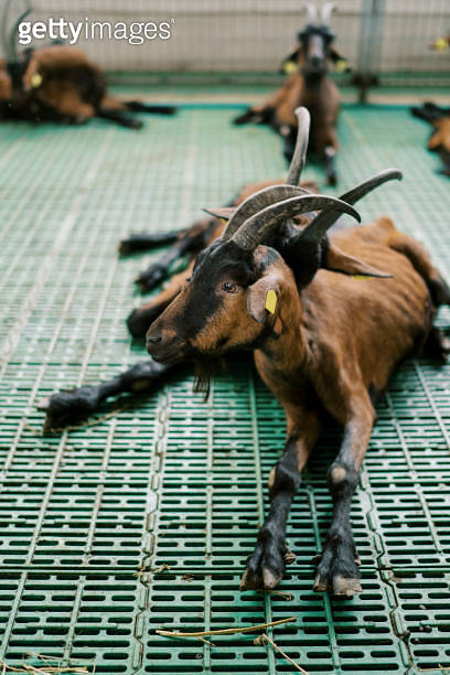 Brown baby goats with ear tags resting in a pen on a farm 이미지 ...