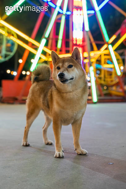 A Shiba Inu dog is standing at a carousel at a festival. 이미지 (2159024604) - 게티이미지뱅크