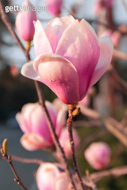 Vertical photo of blooming pink magnolia flowers. Magnolia tree ...