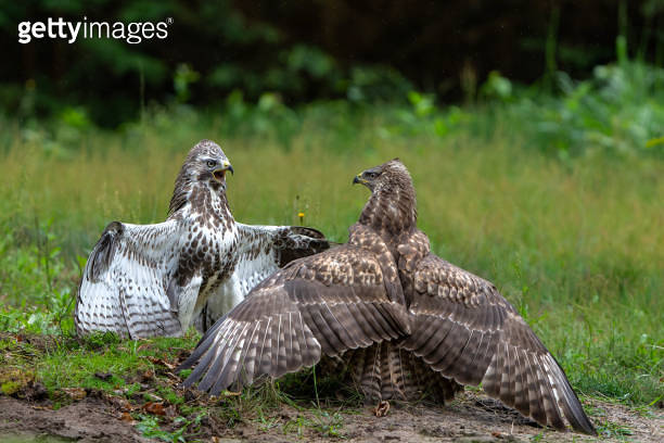 Common Buzzard attacks another common buzzard 이미지 (2157713195) - 게티이미지뱅크