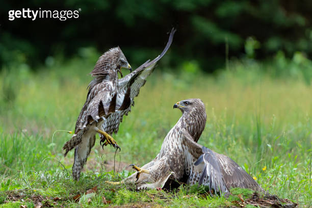 Common Buzzard attacks another common buzzard 이미지 (2157713302) - 게티이미지뱅크