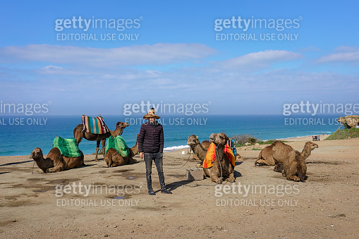 Camel tour guide with a group of camels on a beach in Tangier, Morocco ...
