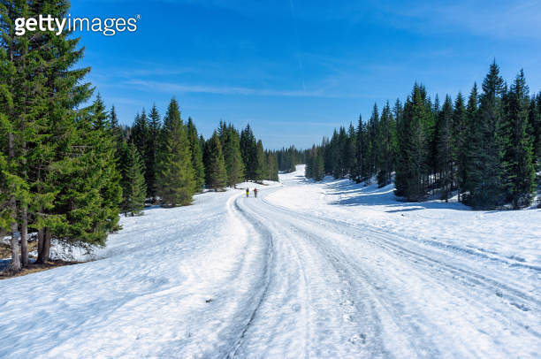 Snow-covered road crossing a forest of fir trees 이미지 (1944580129) - 게티이미지뱅크