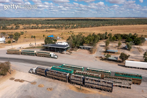Road trains loaded with beef cattle. 이미지 (2160338617) - 게티이미지뱅크