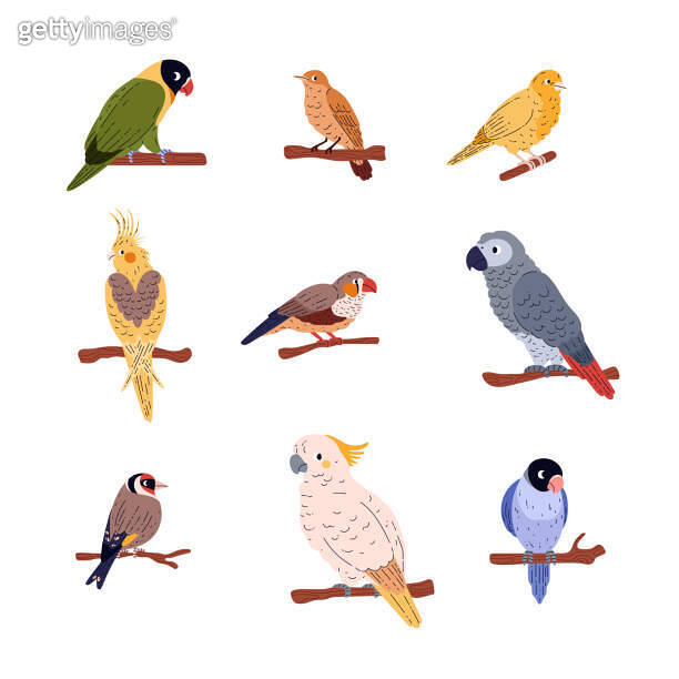 Cartoon domestic birds species vector set, Agapornis, Canary, Corella ...