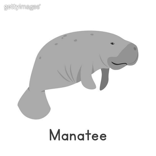 Manatee vector illustration, cartoon clipart, animal in flat style. Sea ...