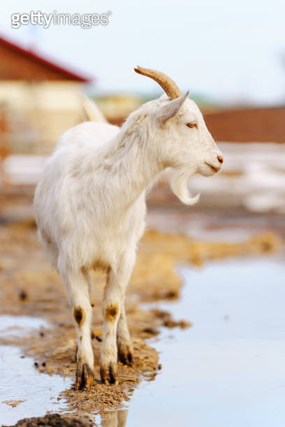 Goat on farm look peaceful and content in their enclosed environment ...