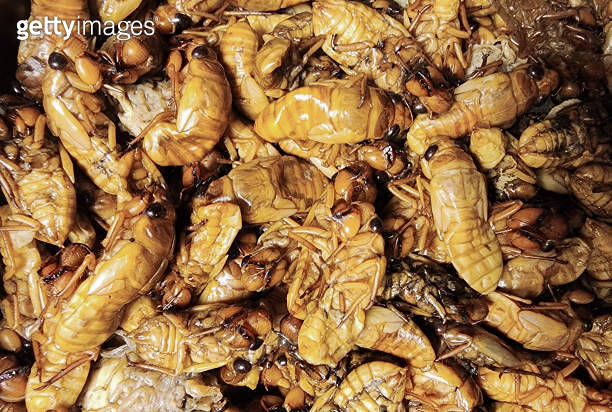 Fried insect, Fried Insect larvae street food of Thailand Deep fried ...