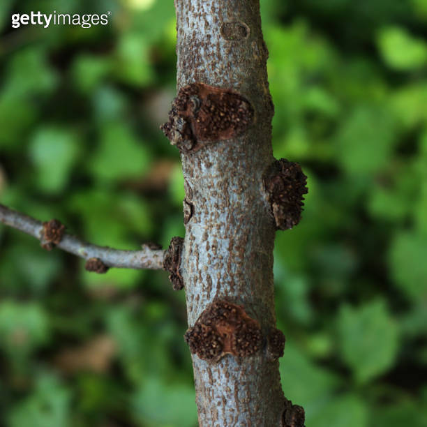 Close-up of many damages on old Apple tree bark 이미지 (2157405421) - 게티이미지뱅크