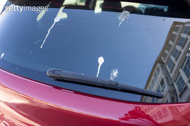 Bird poop on a car's rear windshield 이미지 (2149645009) - 게티이미지뱅크
