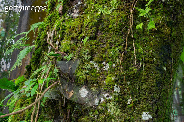 Wet green tree bark filled with moss, fugus on beautiful textured ...