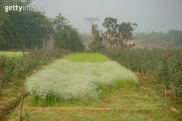 Gypsy flower, Gypsophila paniculata, the baby's breath, common ...