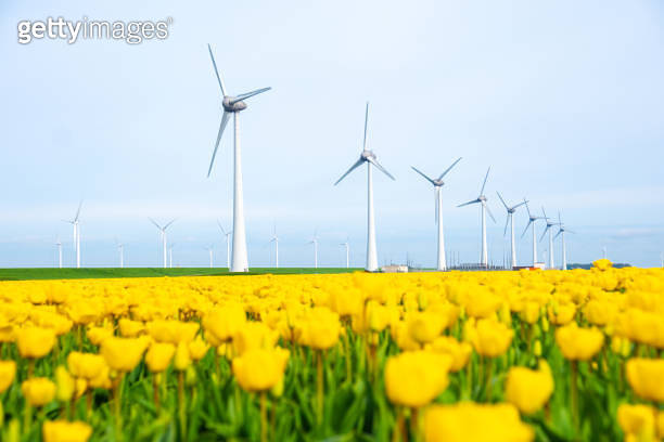 windmill park with tulip flowers in Spring, windmill turbines ...