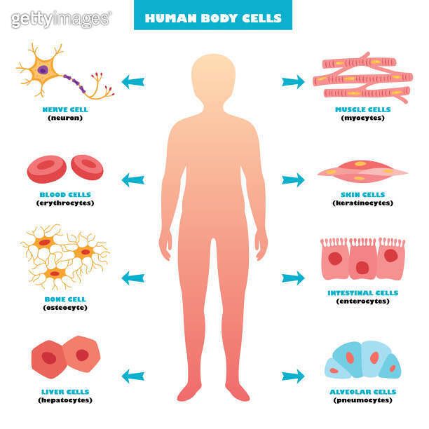 Anatomy Of Human Body Cells 이미지 (2154845169) - 게티이미지뱅크