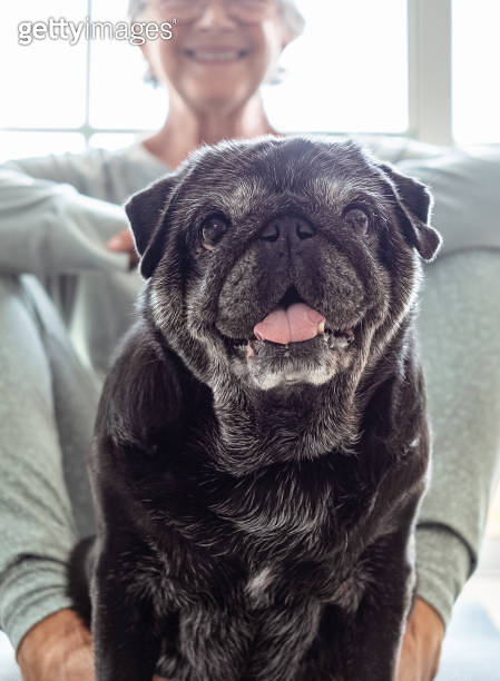 Close up portrait of adorable old black pug dog looking at camera ...