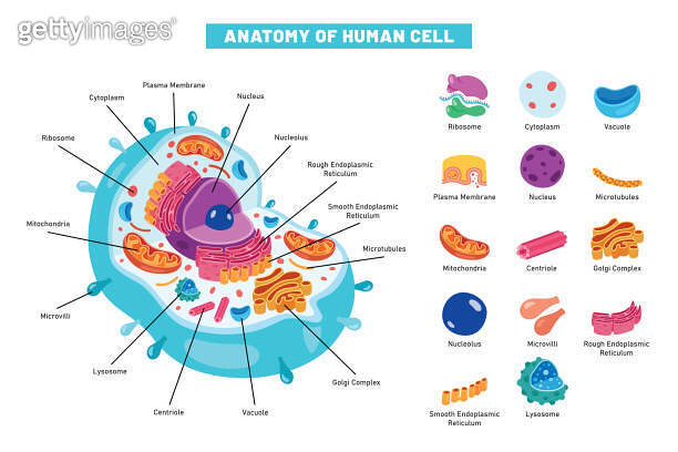 The Structure Of Human Cell 이미지 (2152798514) - 게티이미지뱅크