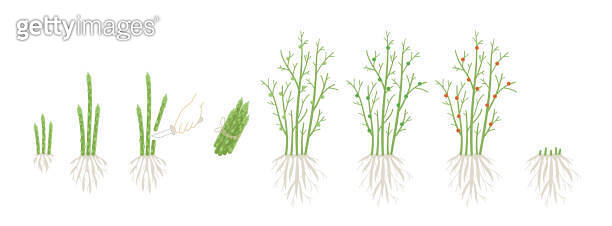 Asparagus plant growth stages. Growing cycle. Harvest progression ...