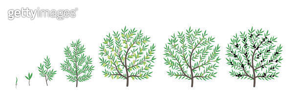 Olive tree growth stages. Vector illustration. Ripening period ...