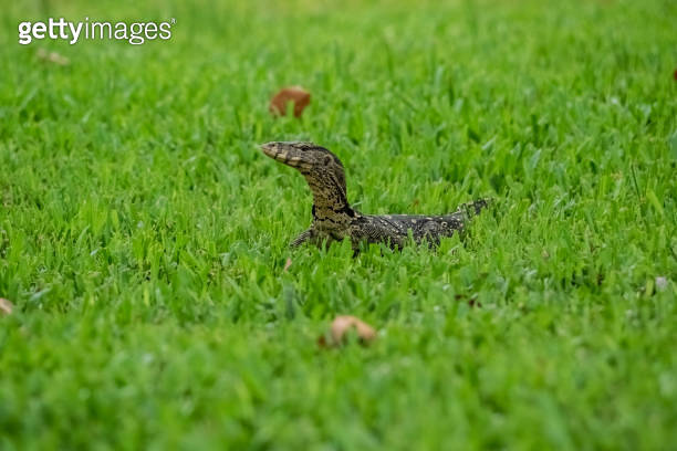 Small Komodo Dragon Monitor Lizard on grass field, animal wildlife 이미지 ...