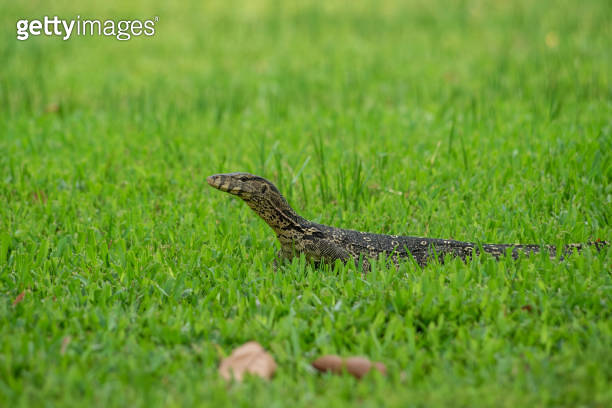 Small Komodo Dragon Monitor Lizard on grass field, animal wildlife 이미지 ...
