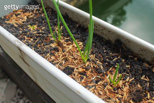 Planting shallot seeds and they have sprouted in an organic vegetable ...