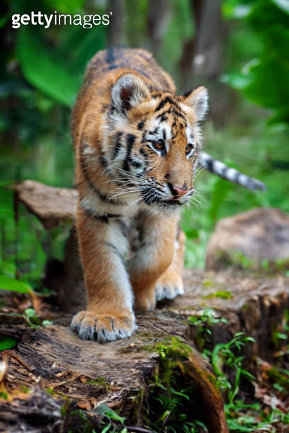 Tiger cub in the wild. Wild cat in nature habitat 이미지 (2156861445) - 게티 ...