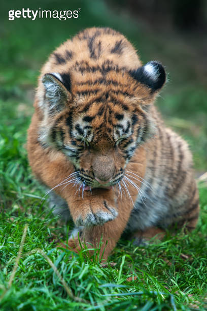 Tiger cub in the wild. Wild cat in nature habitat 이미지 (2153770666) - 게티 ...