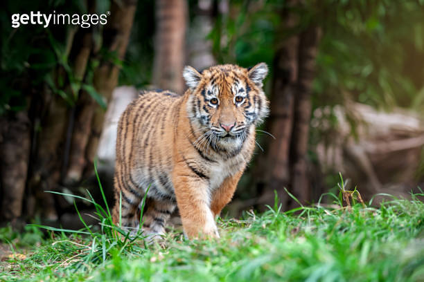 Tiger cub in the wild. Wild cat in nature habitat 이미지 (2163152366) - 게티 ...