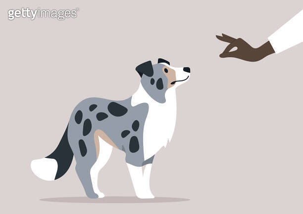 Obedience training, a hand giving a snack to a blue marble Border ...