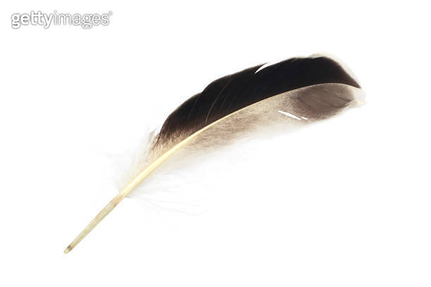 kingfisher feather isolated on white background 이미지 (2151506391) - 게티이미지뱅크