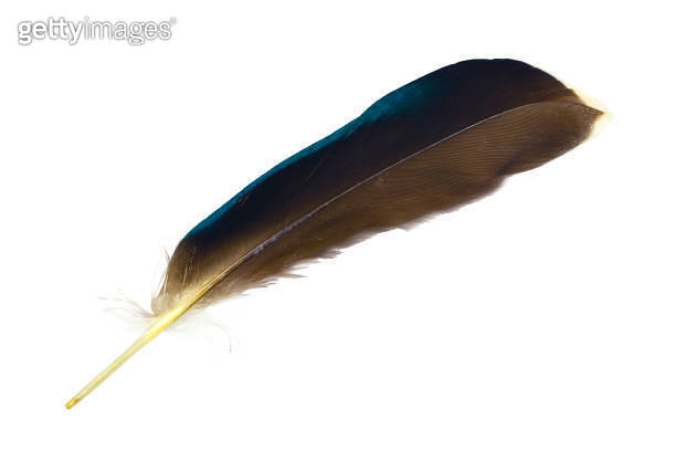 kingfisher feather isolated on white background 이미지 (2151506383) - 게티이미지뱅크