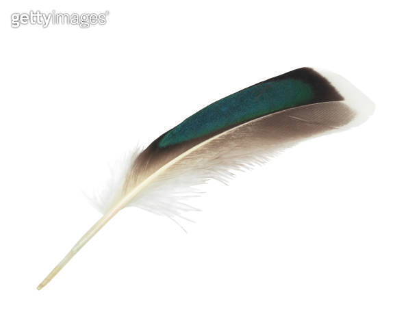 kingfisher feather isolated on white background 이미지 (2042502542) - 게티이미지뱅크