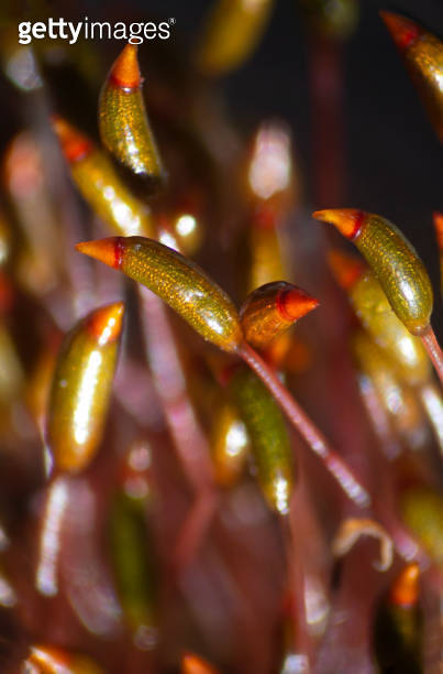 Sporophytes of a whip fork moss, Dicranum flagellare, in Connecticut ...