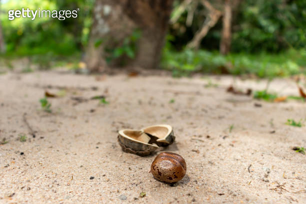Rubber tree (Hevea spp.) seed lying on the ground 이미지 (2157604271) - 게티 ...