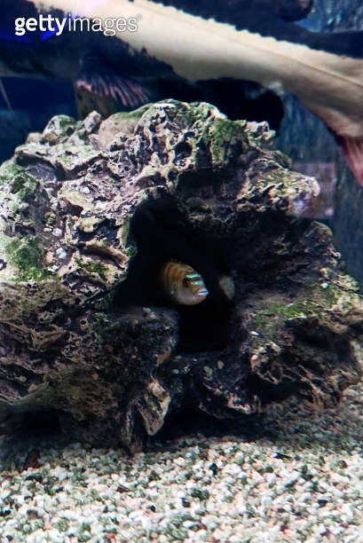 Labidochromis Hongi peeks out from an artificial grotto. Aquarium fish ...