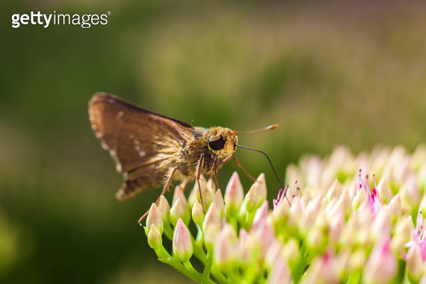 Rice skipper butterfly, A butterfly is on the flower (1903282877) - 게티이미지뱅크
