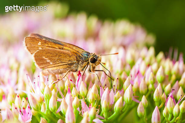 Rice skipper butterfly, A butterfly is on the flower (1903282897) - 게티이미지뱅크