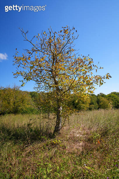 The trees in the walnut plantation are dying due to lack of water and a ...