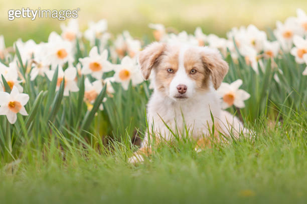 The Miniature American Shepherd puppy in daffodils flowers. Dog in ...