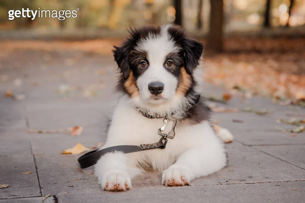 Beautiful Australian Shepherd puppy outdoor in fall season 이미지 ...