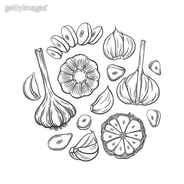 Vector outline garlic set. Hand drawn illustration of garlic heads ...