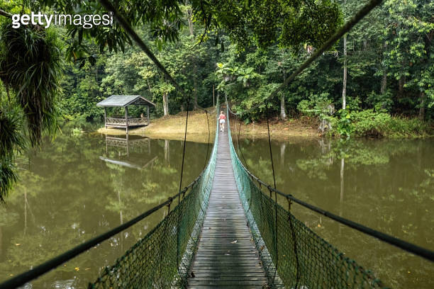 Beautiful nature of Borneo rainforest suspension bridge over the lake ...
