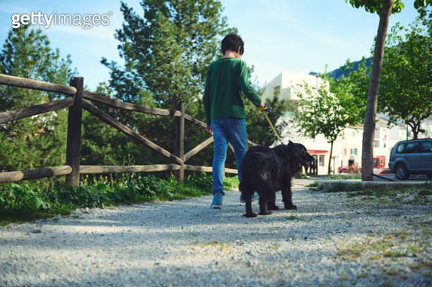 Rear view of child boy walking a dog on a leash outdoors. School age ...