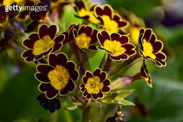 Polyanthus primula gold lace flower or primrose 이미지 (2083115238) - 게티이미지뱅크