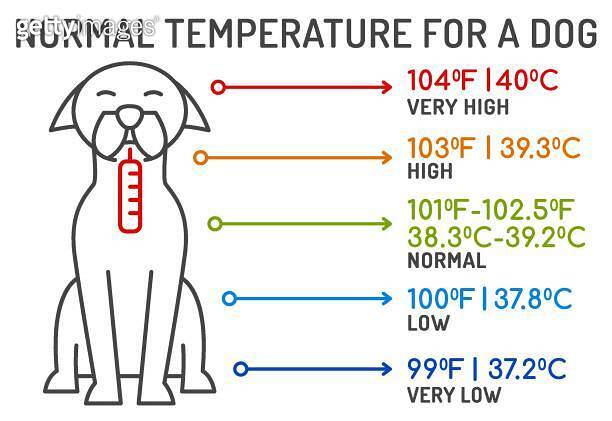The normal temperature for a dog. Medical infographic. 이미지 (1943846712 ...