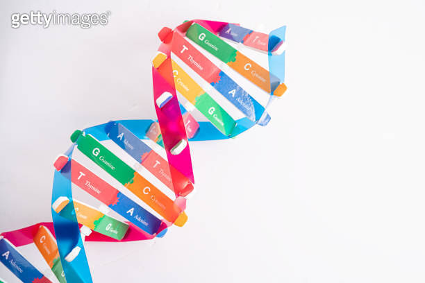 DNA or Deoxyribonucleic acid is a double helix chains structure formed ...