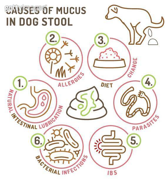What may cause mucus in dog stool. Useful medical infographic with line ...